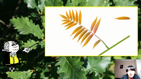 ფოთოლი Youtube