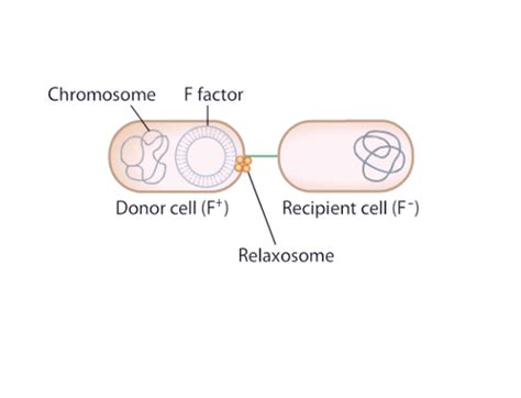 Bacterial Replication Flashcards Quizlet