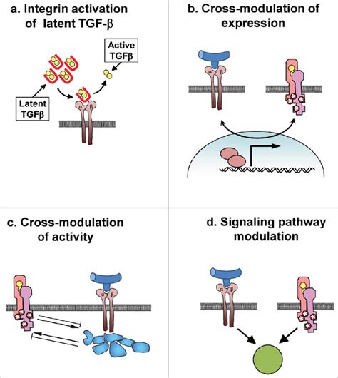 Interaction Of Integrins And Tgf B Signaling Pathways A Integrin Download Scientific Diagram