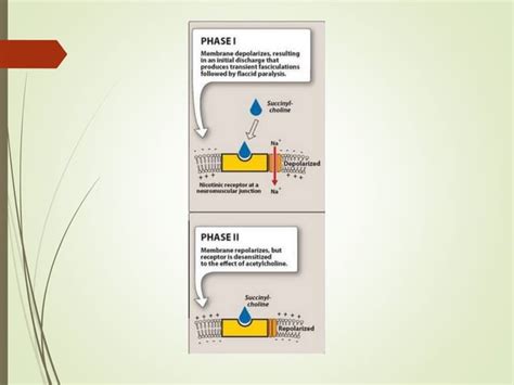 Neuromuscular Blocker Pptx Brain And Nervous System Disorders Diseases And Conditions