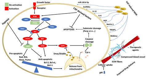 Apoptosis Deregulation And The Development Of Cancer Multi Drug Resistance
