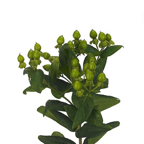 Hypericum Jungle Romance Leaf To Bloom