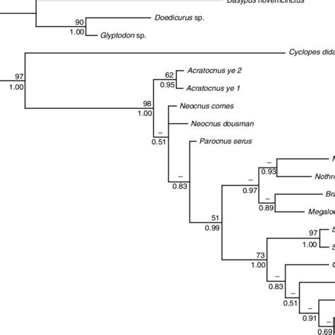 Fifty Percent Majority Rule Consensus Tree From Bayesian Analysis Of