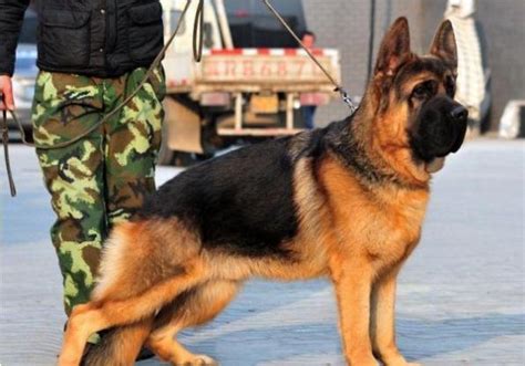狼狗（德國牧羊犬，黑背，狼青）怎麼挑選？選購狼狗品種要看什麼 每日頭條
