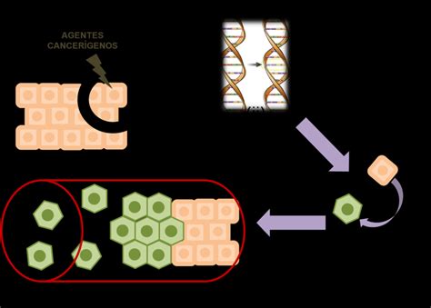 Esquema Do Processo De Carcinogênese Com Suas Três Etapas I