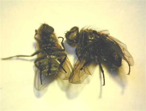 Cluster Fly Insect Id