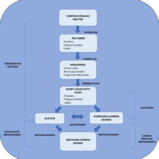 AD Stages And Intermediate By Products Download Scientific Diagram