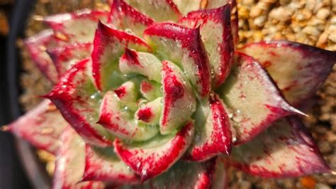 소윤 짱짱이 다육 정리 세일 Youtube