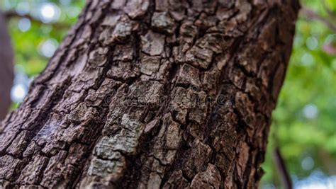 Scratches On The Bark Stock Image Image Of Material