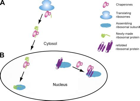 Models For The Function Of Chaperones In Ribosome Assembly A Download Scientific Diagram
