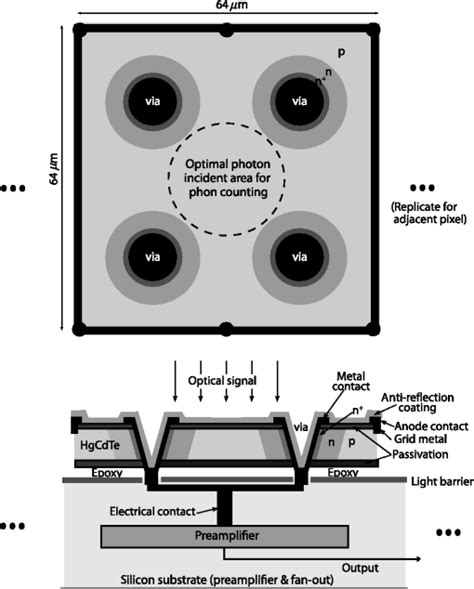 hgcdte avalanche photodiode array detectors with single photon