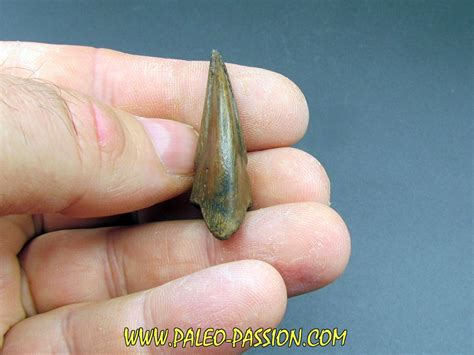 Dinosaure Claw Oviraptor Chirostenotes Pergracilis