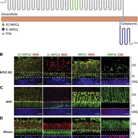 Impg2 Localizes To Photoreceptor Inner And Outer Segments In Stage 3