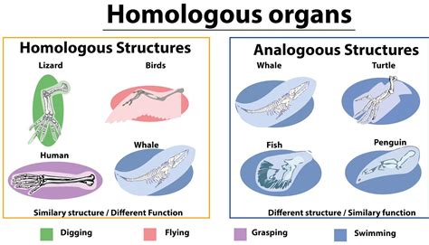 The Organs Having The Same Origin And Same Functions Are Known As