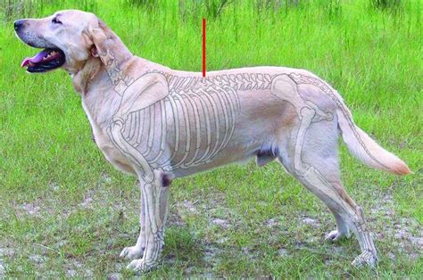 Xiphoid Process Dog Diaphragm Anatomy And Physiology Wikivet