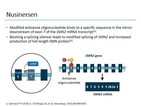 Updates In Sma From An International Muscle Meeting Ppt Download Updates In Sma From An International Muscle Meeting Ppt Download