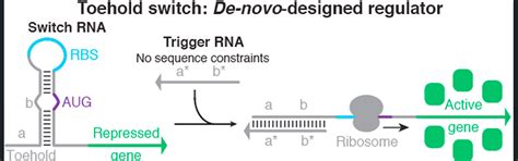 A Switch That Holds The Toe Of A Trigger Rna To Get Activated By