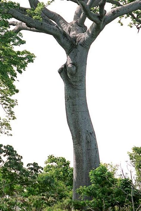 Nude Woman Naked Tree Looks Topless Nicaragua Central Etsy