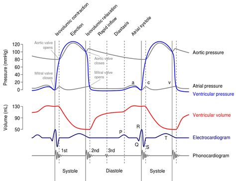Split S2 Heart Sound Causes Of Split S2 And Abnormal Split S2 Heart Sound