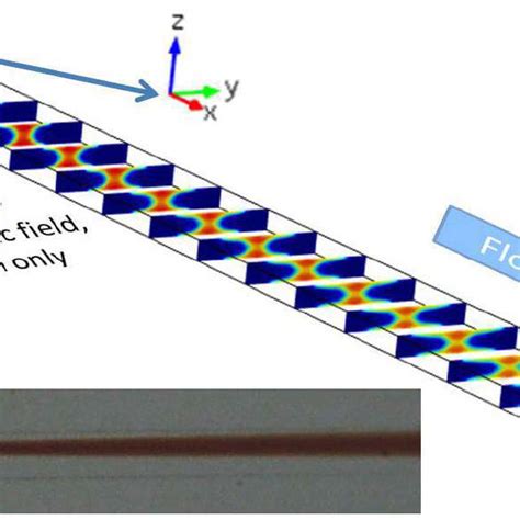 Cross Sectional View Of The Magnetic Particle Concentration Along The