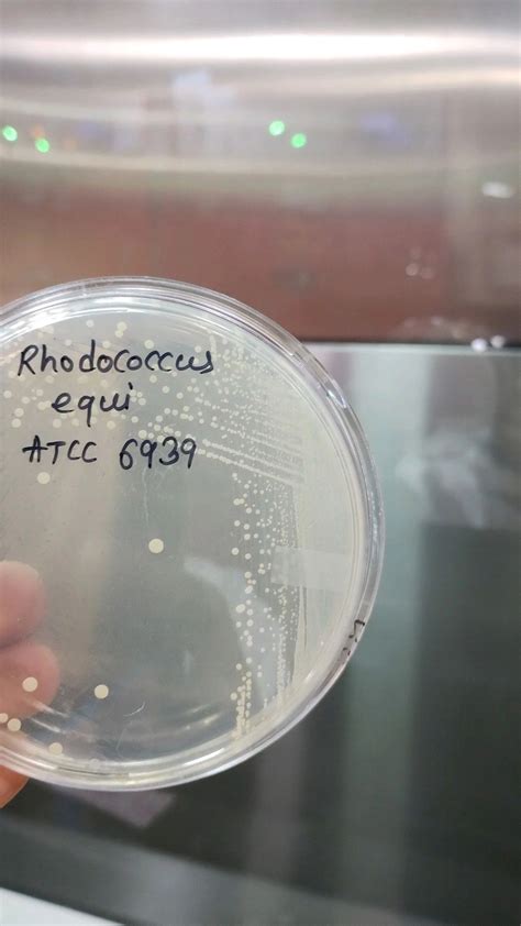 Srushti Pardeshi On Linkedin Rhodococcus Equi On Na ☺️ Rhodococcus Corynebacterium Equi Is A…