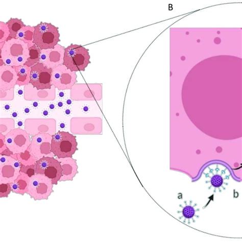A Active Targeting Drug Delivery In Tumor Tissue And B Schematic