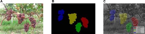 Frontiers | Fruit Detection and Pose Estimation for Grape Cluster–Harvesting Robot Using ...