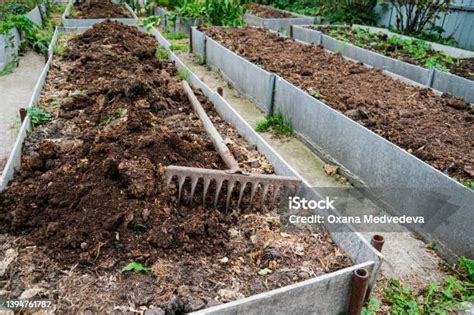야채 침대는 가을 정원에서 분뇨로 수정됩니다 높은 침대에서 채소를 재배하기위한 기술 퇴비에 대한 스톡 사진 및 기타 이미지 퇴비 야채 가든 화단 Istock