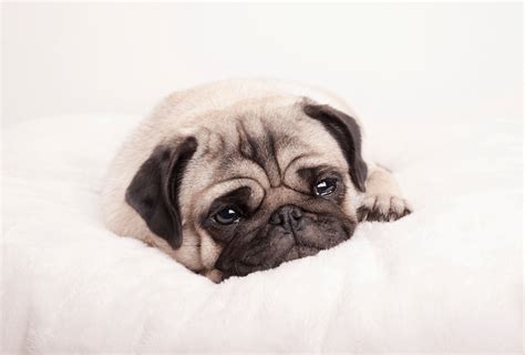 Pug Lifespan Facts You Should Know Pawleaks