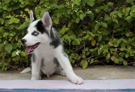 Husky Eyes Color