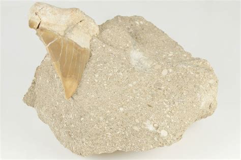 10 Tips For Shark Tooth Fossil Hunting Osmo Digital Hub