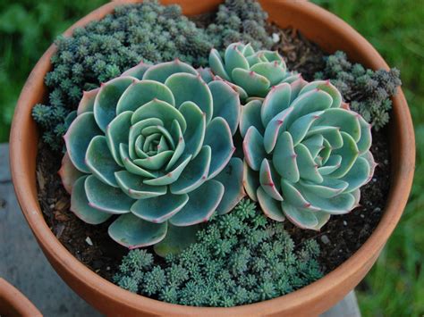 Echeveria x imbricata (Blue Rose Echeveria) | World of Succulents