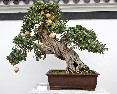 Кофейное дерево