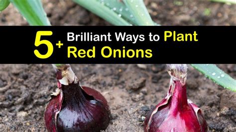 Growing Red Onion Plants Smart Guide To Caring For Red Onions