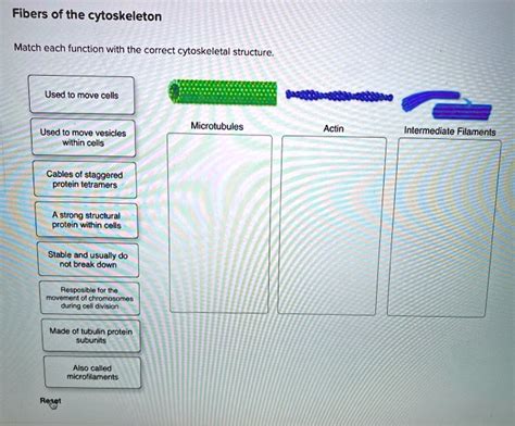 Solved Fibers Of The Cytoskeleton Match Each Function With The Correct