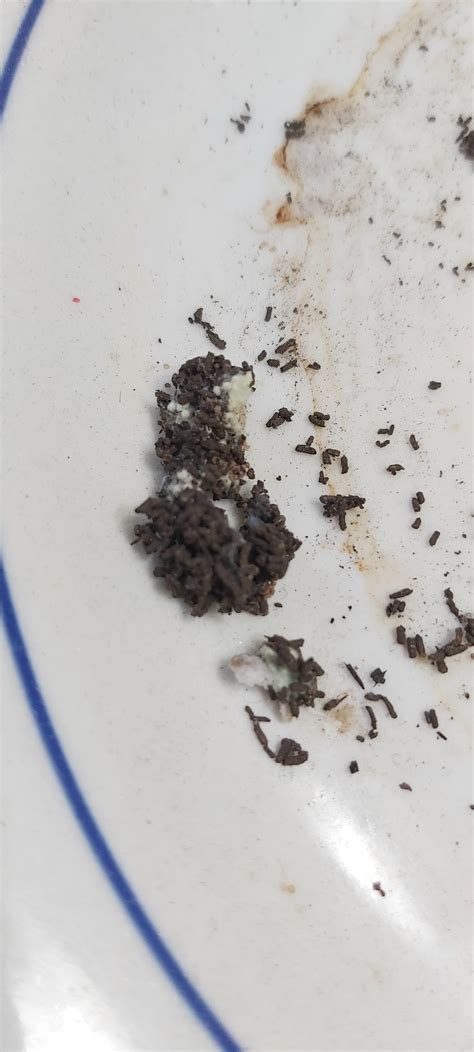 Moldy Worm Manure R Plantclinic