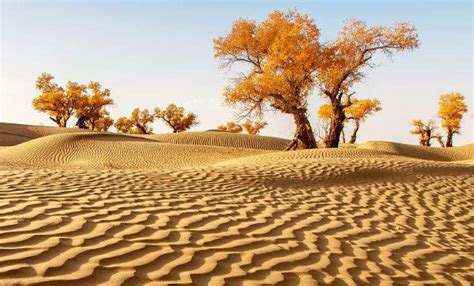 沙漠里面没有水和生命？风景优美的塔克拉玛干沙漠告诉你