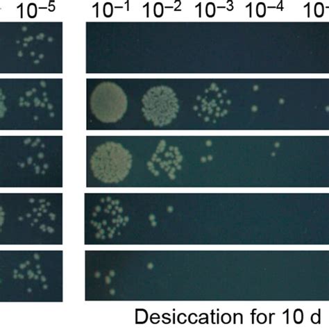 Survival Phenotype Plate Assay Of E Coli Recombinant Strains Under Download Scientific Diagram