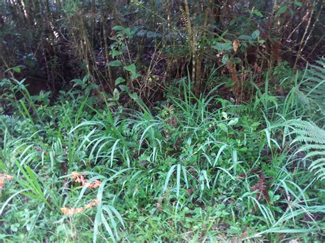 Invasive Species Detection Computer Vision Dataset By Classification Of
