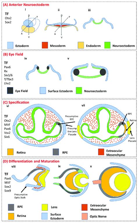 Schematic Representation Of The Rpe Origin And Developmental Download Scientific Diagram