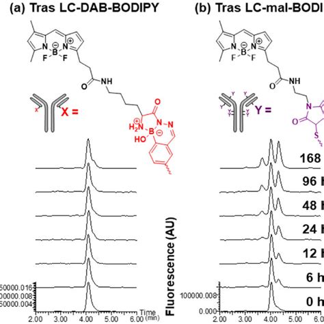 Multi Bioorthogonal Labeling A Reducing Sds Page Demonstrating The Download Scientific