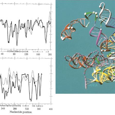 Reactivity With Fe Ii Edta Of C 4 Atoms In The Ribose Groups Of M1 Download Scientific