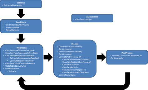 Urinary System Flow Chart