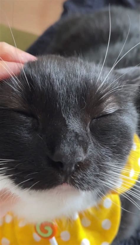 More Original Maxwell Cat Funny Cat Pictures Cute Funny Animals