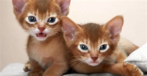 Blue Abyssinian Cat Price Colors And Personality With Pictures