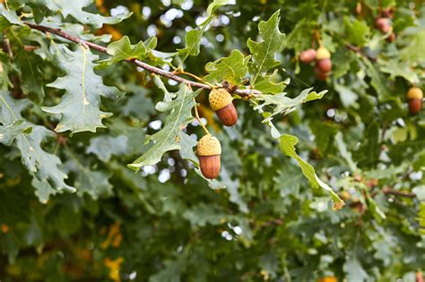 도토리가 나무에 매달려 있습니다 나무의 녹색 지점에 젊은 참나무 씨앗 오크 나무 열매 녹색 잎 나무의 나 뭇 가지 도토리가 닫힙니다 0명에 대한 스톡 사진 및 기타 이미지