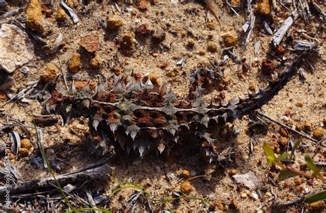 Foto De Camouflaged Thorny Devil Moloch Horridus Ant Eating Lizard In Western Australia View