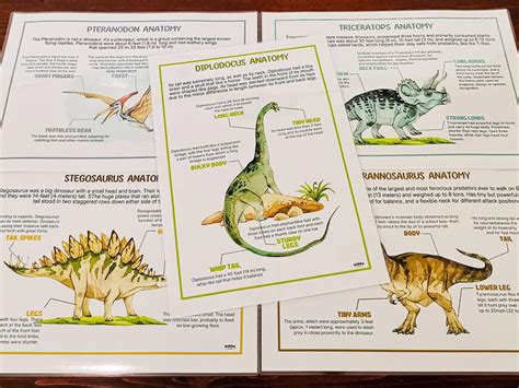 Dinosaurs Anatomy Labeling Activity Homeschool Dinosaur Facts