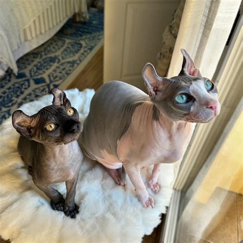 Janelle Ginestra I Love Being Their Mom 💕🐾 Instagram