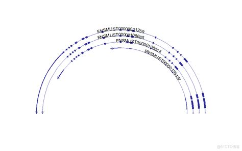 Transplotr 优雅的绘制基因转录本结构 Wx643df9f1afa1d的技术博客 51cto博客